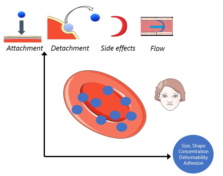 Cellular Biomechanics and Engineering – Qi Research Group